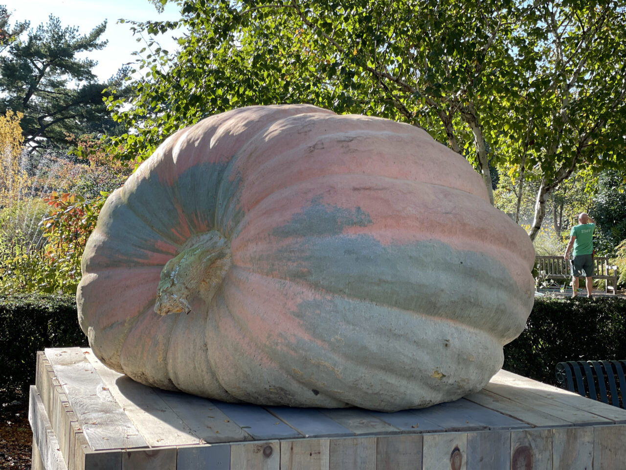 Giant Pumpkin Carving | New York Botanical Garden