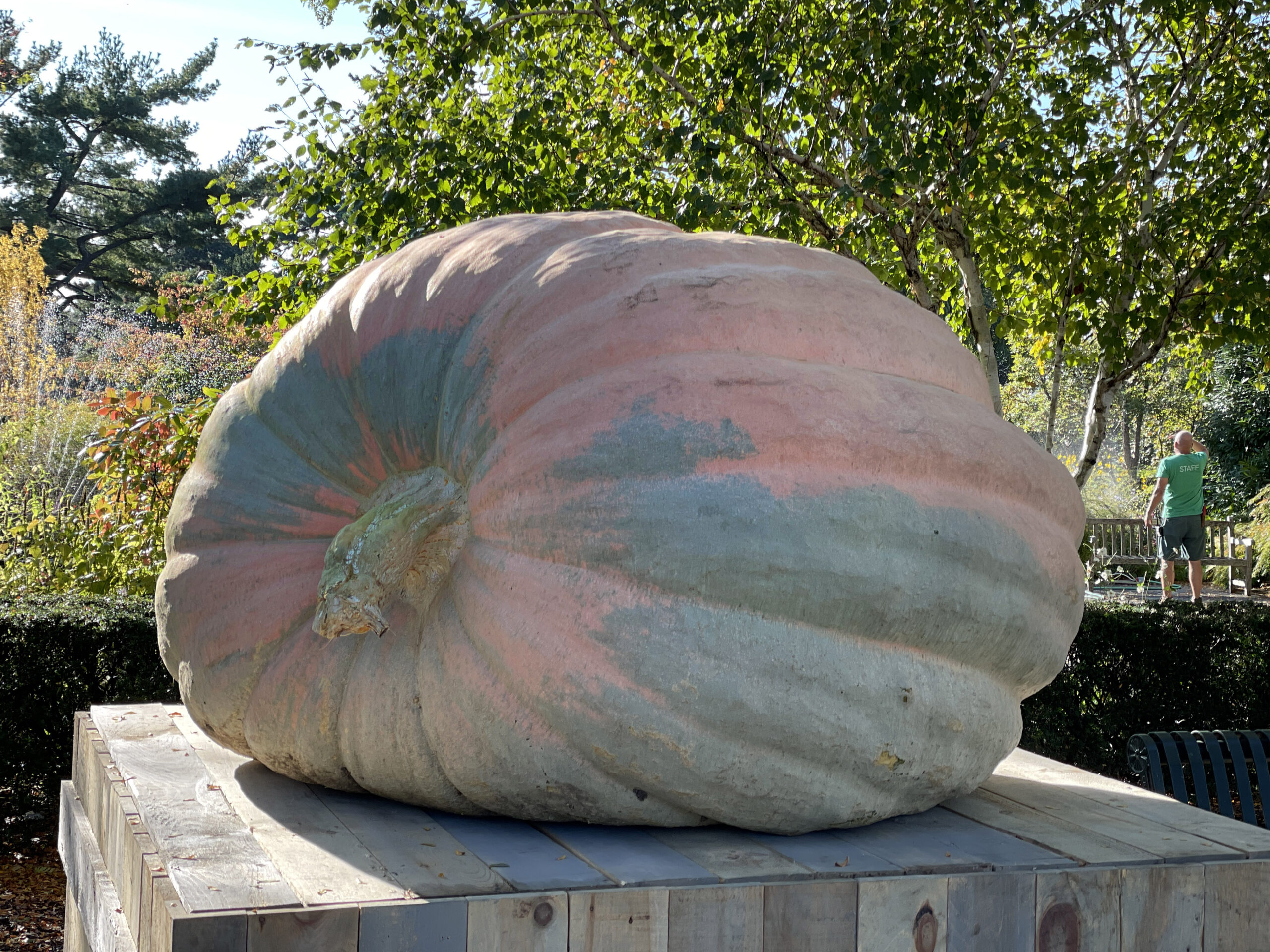 Giant Pumpkin Carving | New York Botanical Garden