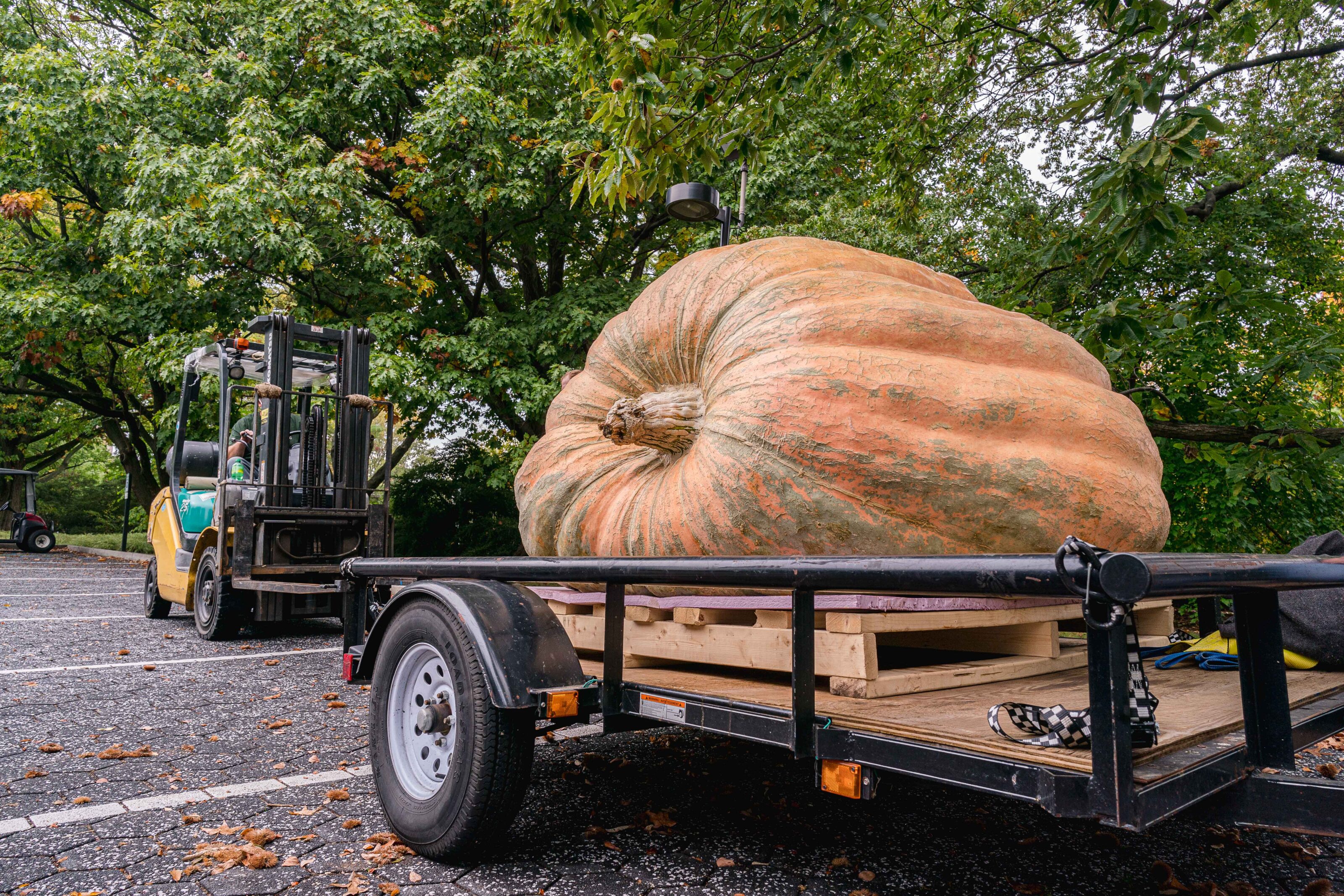 Giant Pumpkin Carving | New York Botanical Garden