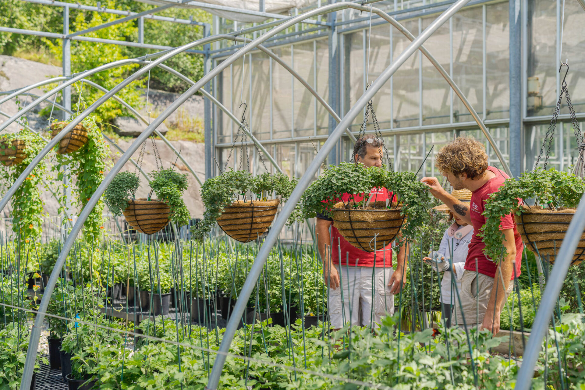 Kiku: Spotlight on Tradition | New York Botanical Garden