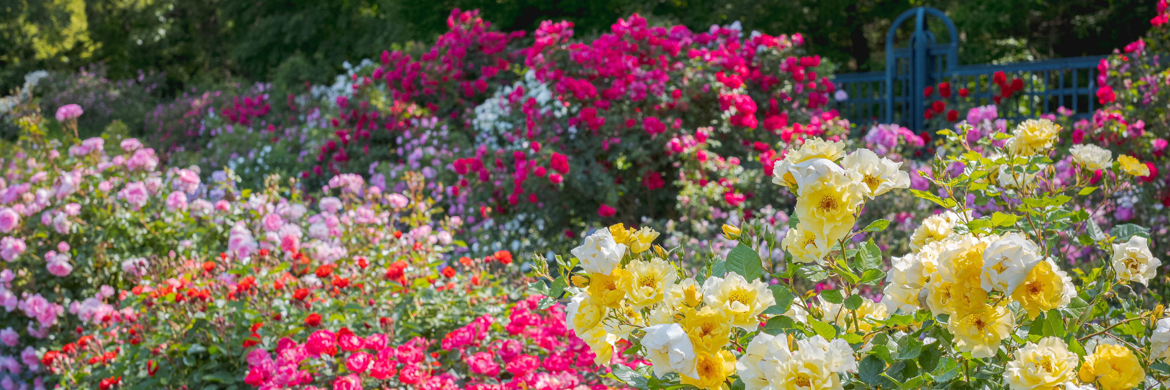 Plants of the Summer Solstice Tour | New York Botanical Garden