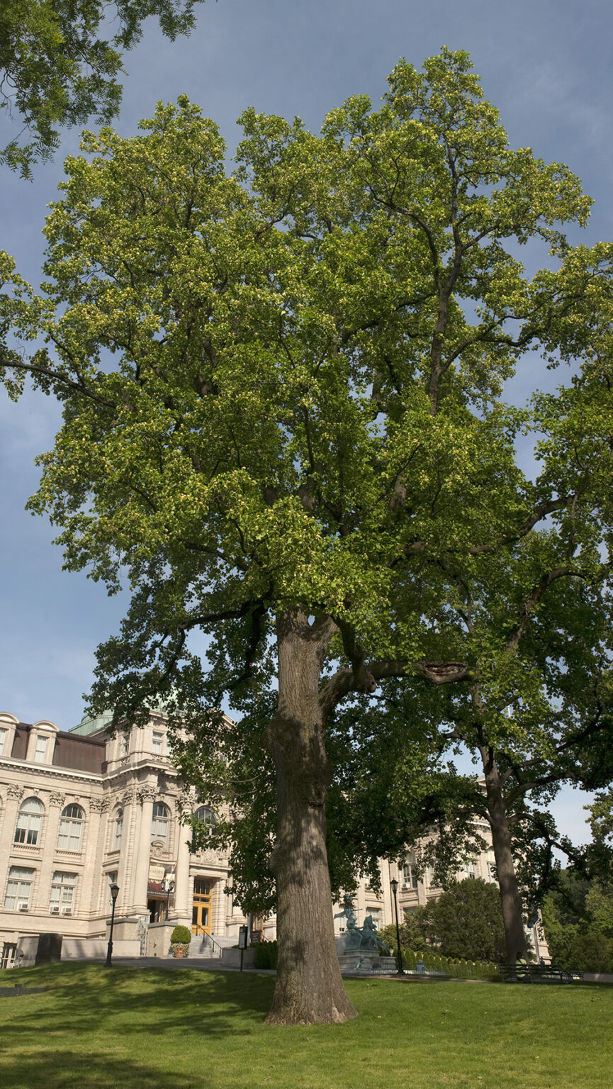 The Great Tree Search | New York Botanical Garden