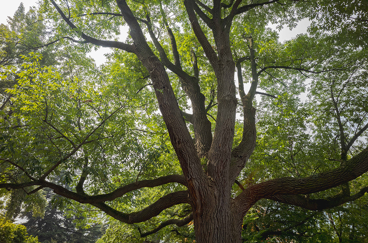 The Great Tree Search | New York Botanical Garden