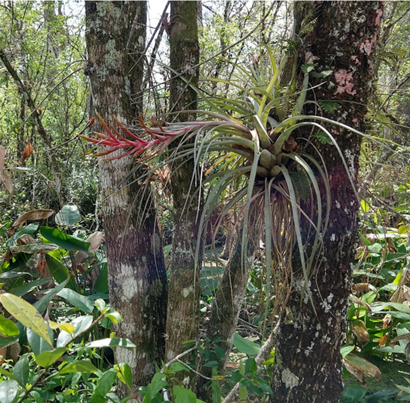 Bromeliad Life History, Nutrient Cycling, and Conservation Biology ...