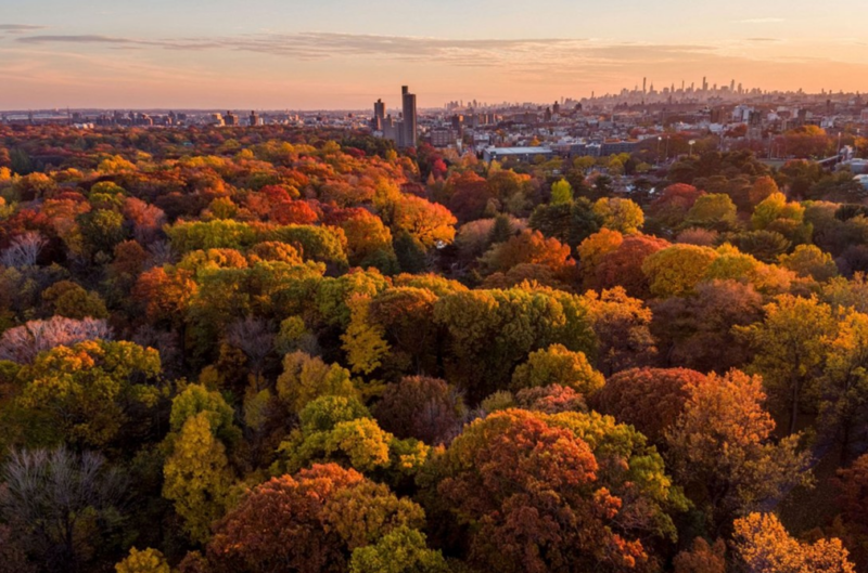 Urban Forests Project | New York Botanical Garden