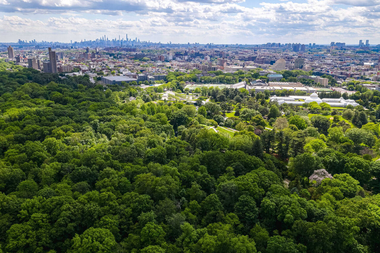 Urban Forests: Good for the City and for the Climate | New York ...
