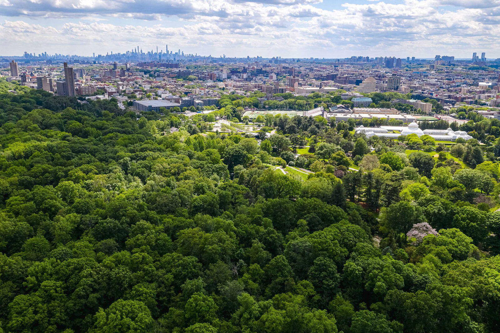 Urban Forests: Good for the City and for the Climate | New York ...