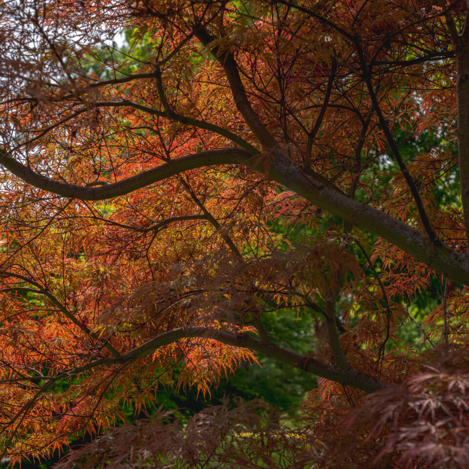 What's On | New York Botanical Garden