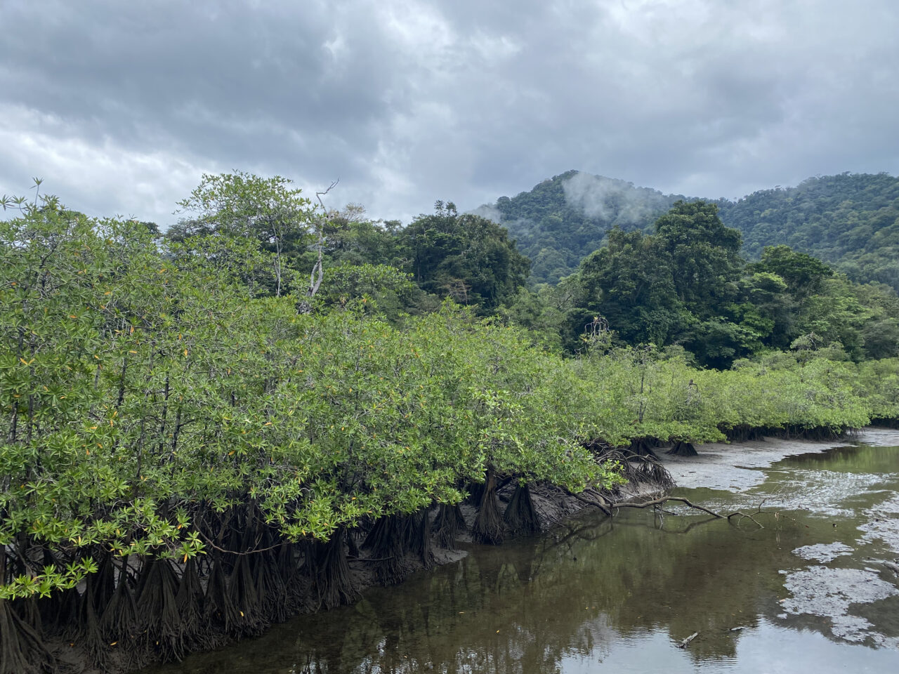 Super Forests: Protecting Mangroves Protects Everyone | New York ...