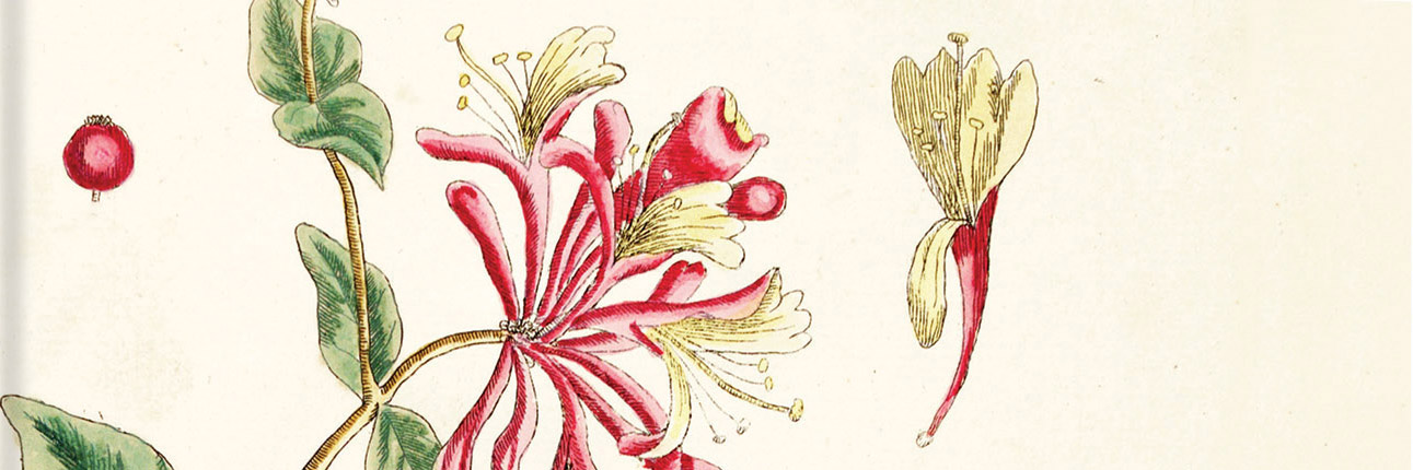 A Curious Herbal: A Conversation with Janet Stiles Tyson | New York ...