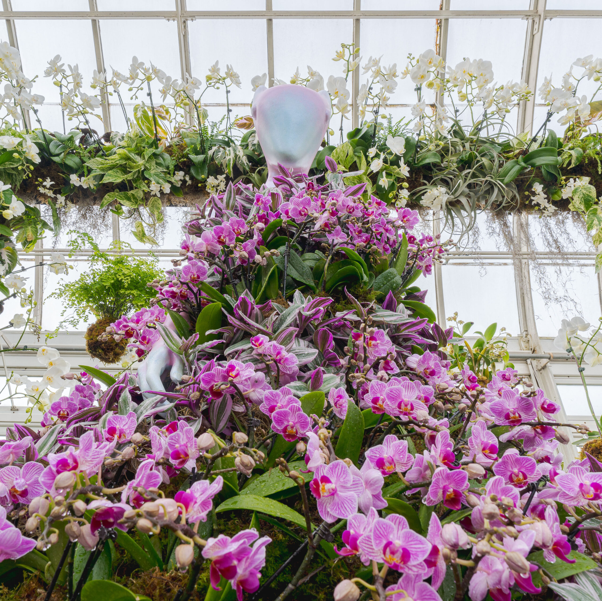 The Orchid Show Press Room » New York Botanical Garden