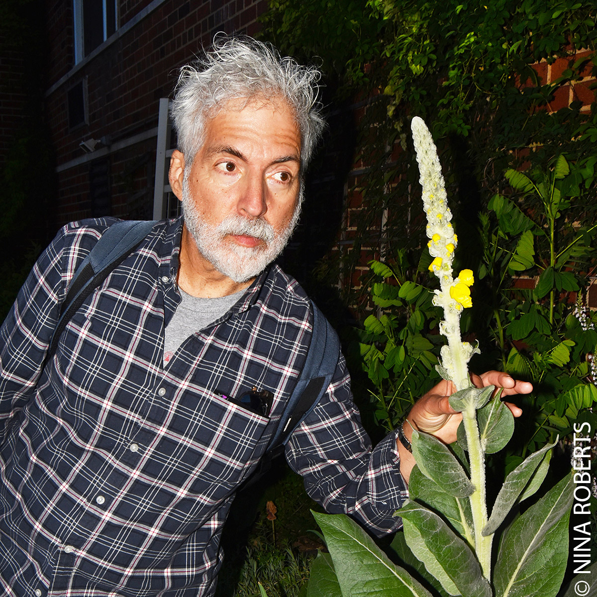 Earth Day 2024: Wildflowers of New York City | New York Botanical Garden