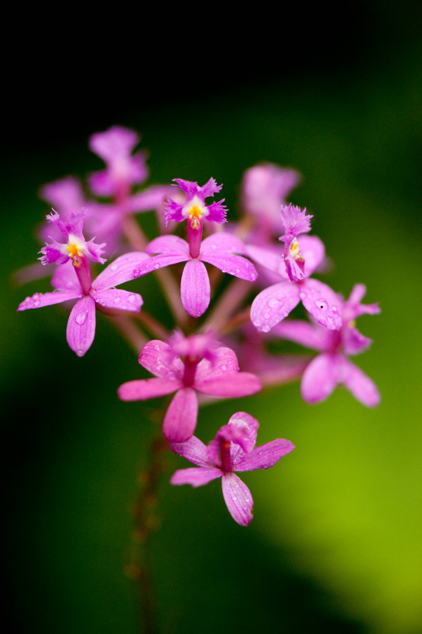 The Foundation of Global Orchid Conservation | New York Botanical Garden
