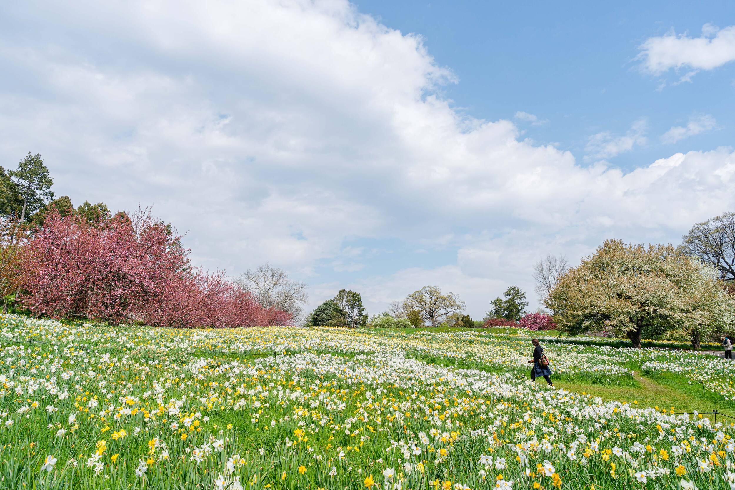 100 Years of Daffodil Hill: The Women Who Kept it Going | New York ...