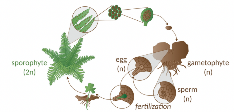 How Ferns Outlived the Dinosaurs—and Why That Matters Today | New York ...