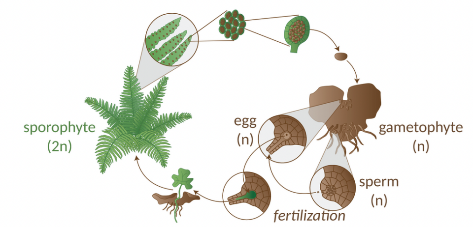 How Ferns Outlived the Dinosaurs—and Why That Matters Today | New York ...
