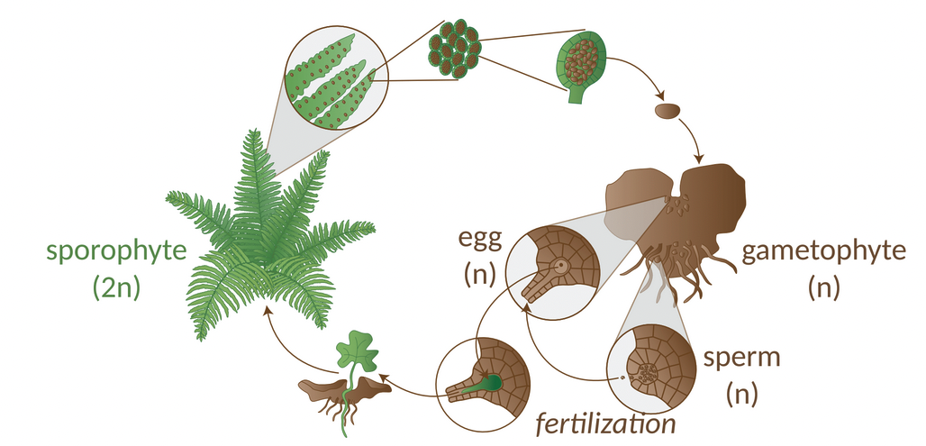 How Ferns Outlived the Dinosaurs—and Why That Matters Today | New York ...