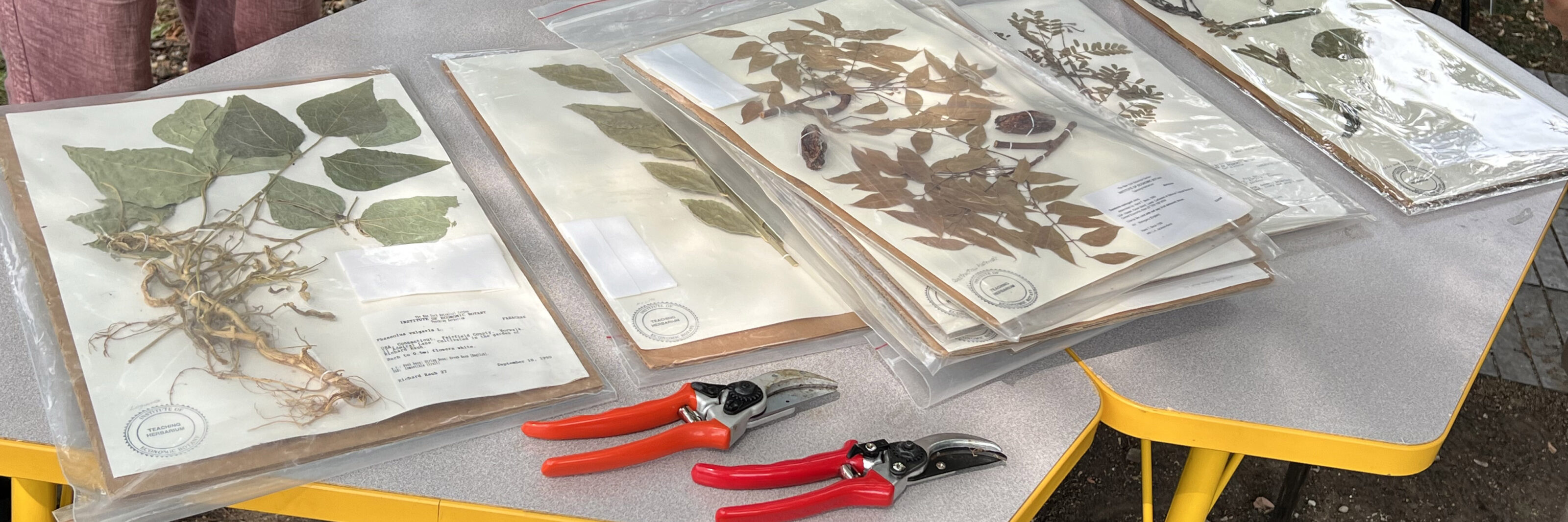 NYBG Herbarium + Community Gardens Initiative | New York Botanical Garden