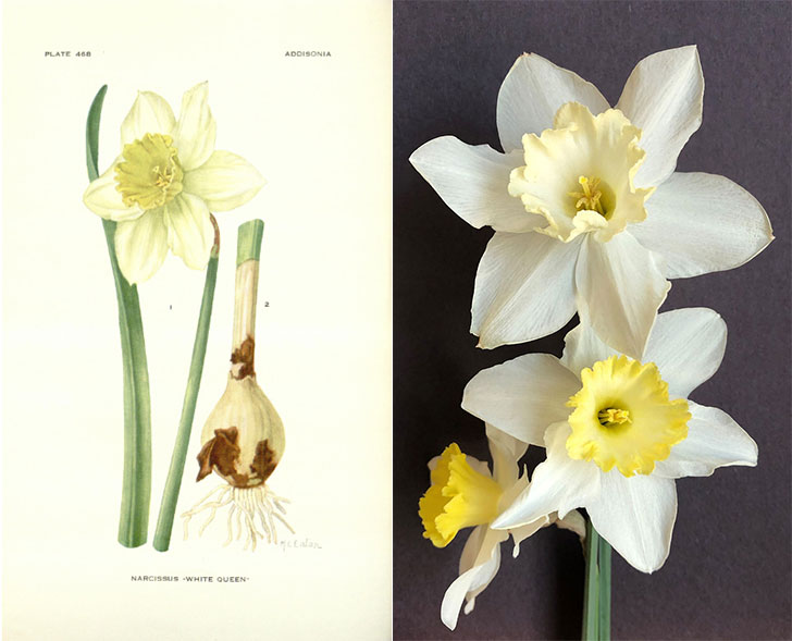 100 Years of Daffodil Hill: The Women Who Kept it Going | New York ...