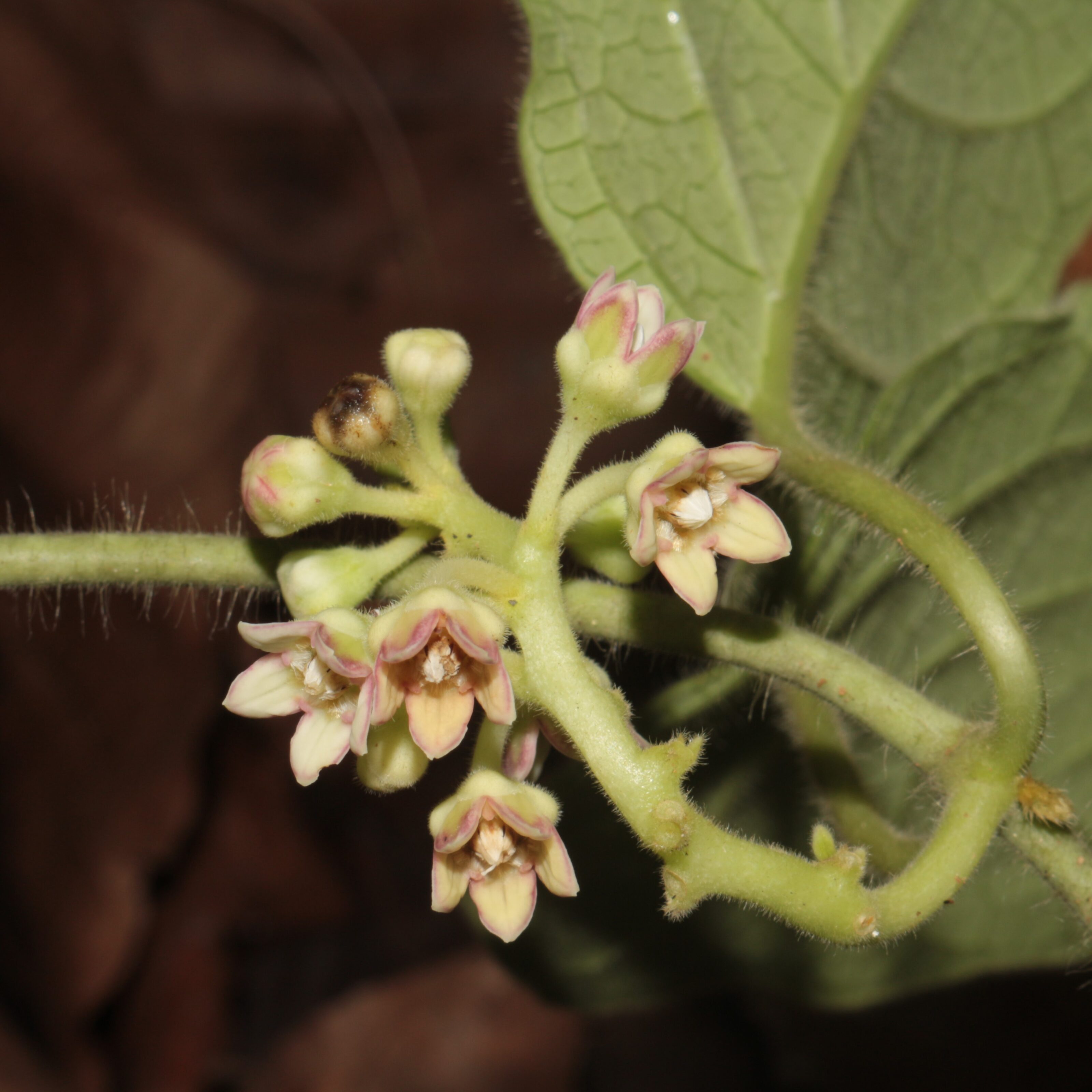 Article Alerts: Selected Staff Publications | New York Botanical Garden