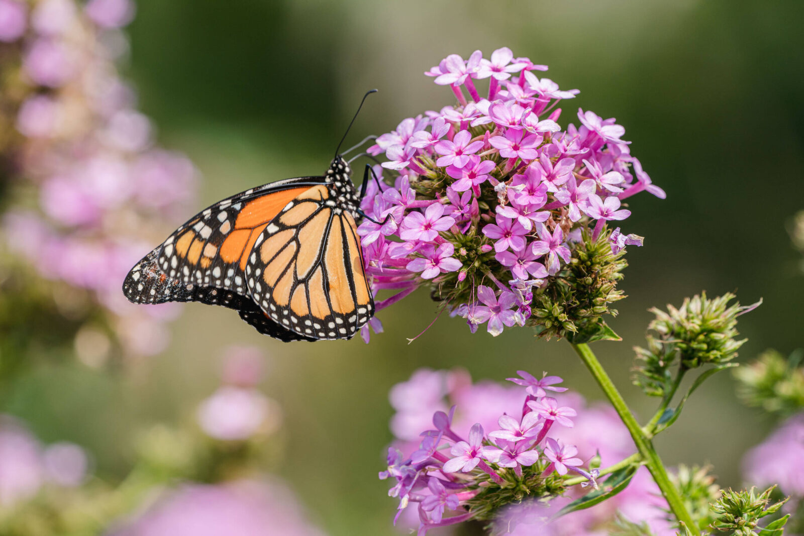 Build It and They Will Come: How to Grow a Pollinator Garden | New York ...