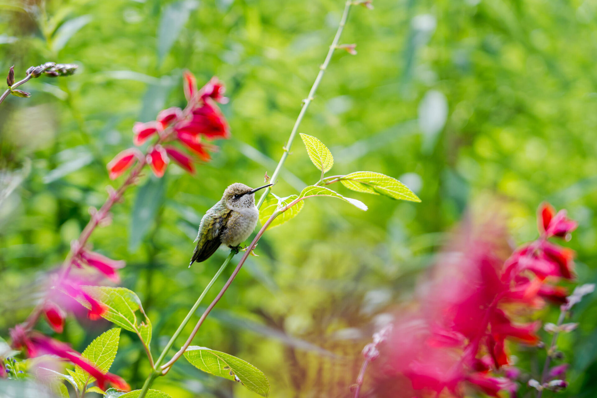 Build It and They Will Come: How to Grow a Pollinator Garden | New York ...