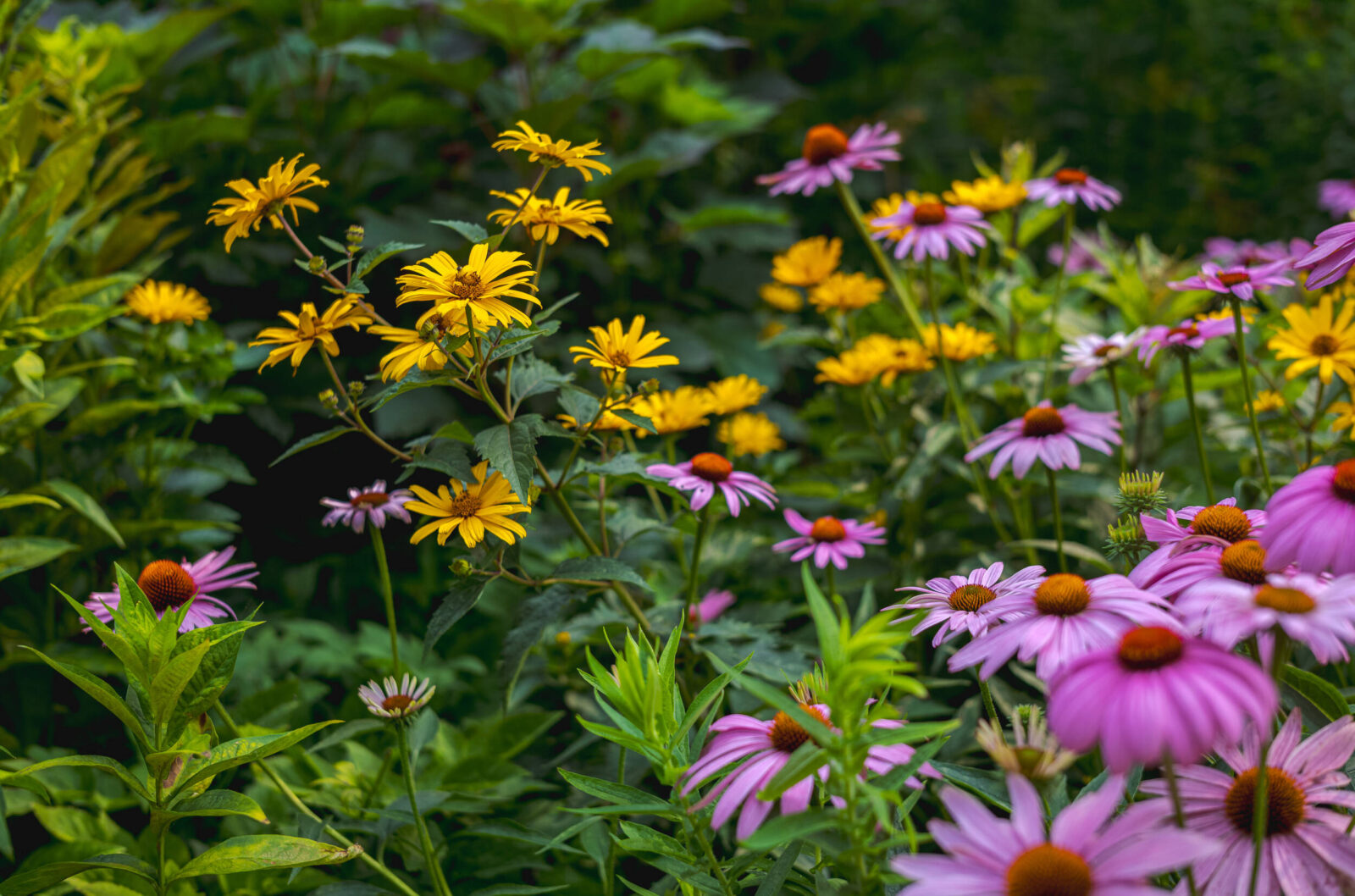 Gardening with Native Plants | New York Botanical Garden