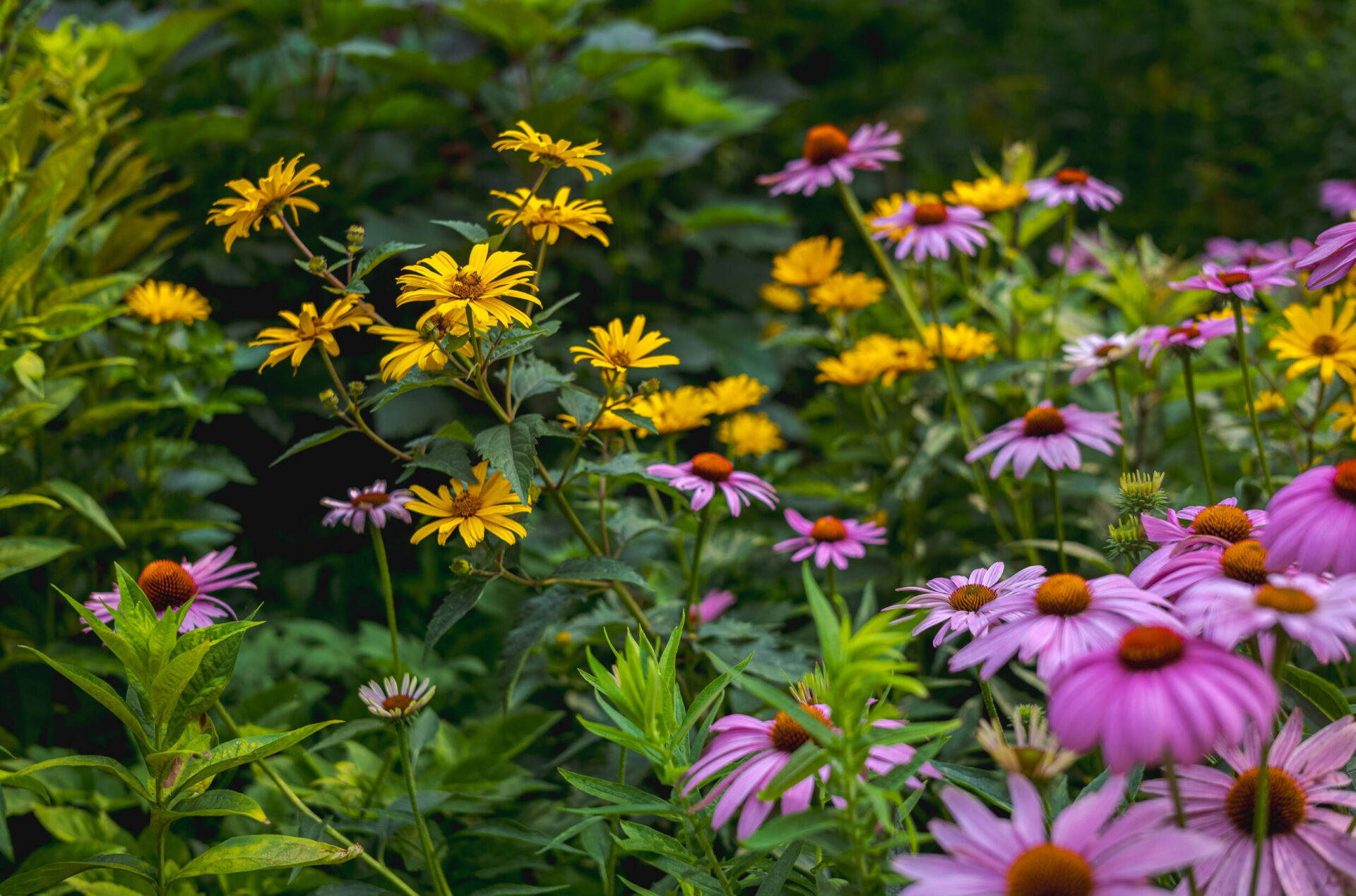 Gardening with Native Plants | New York Botanical Garden