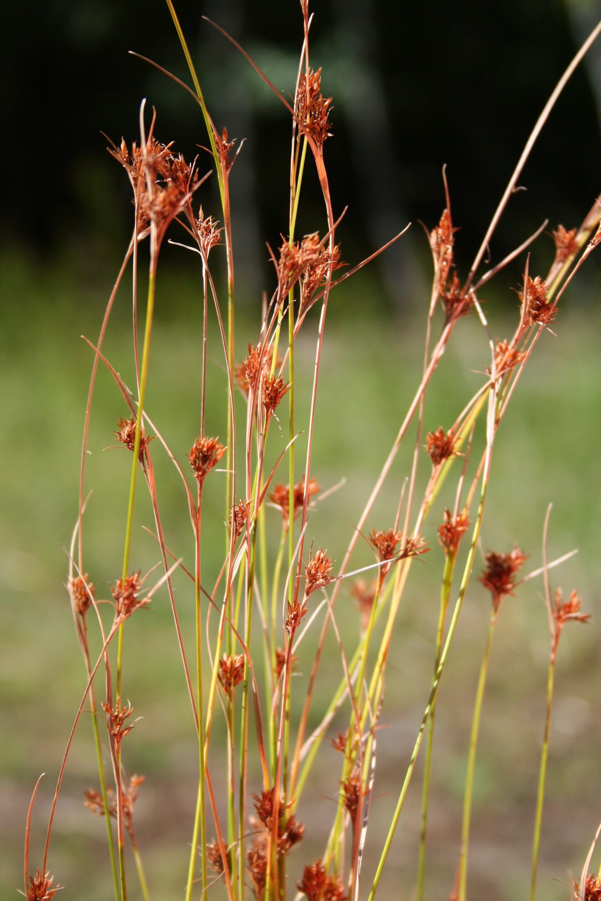 A Win-Win-Win for Plant Conservation | New York Botanical Garden