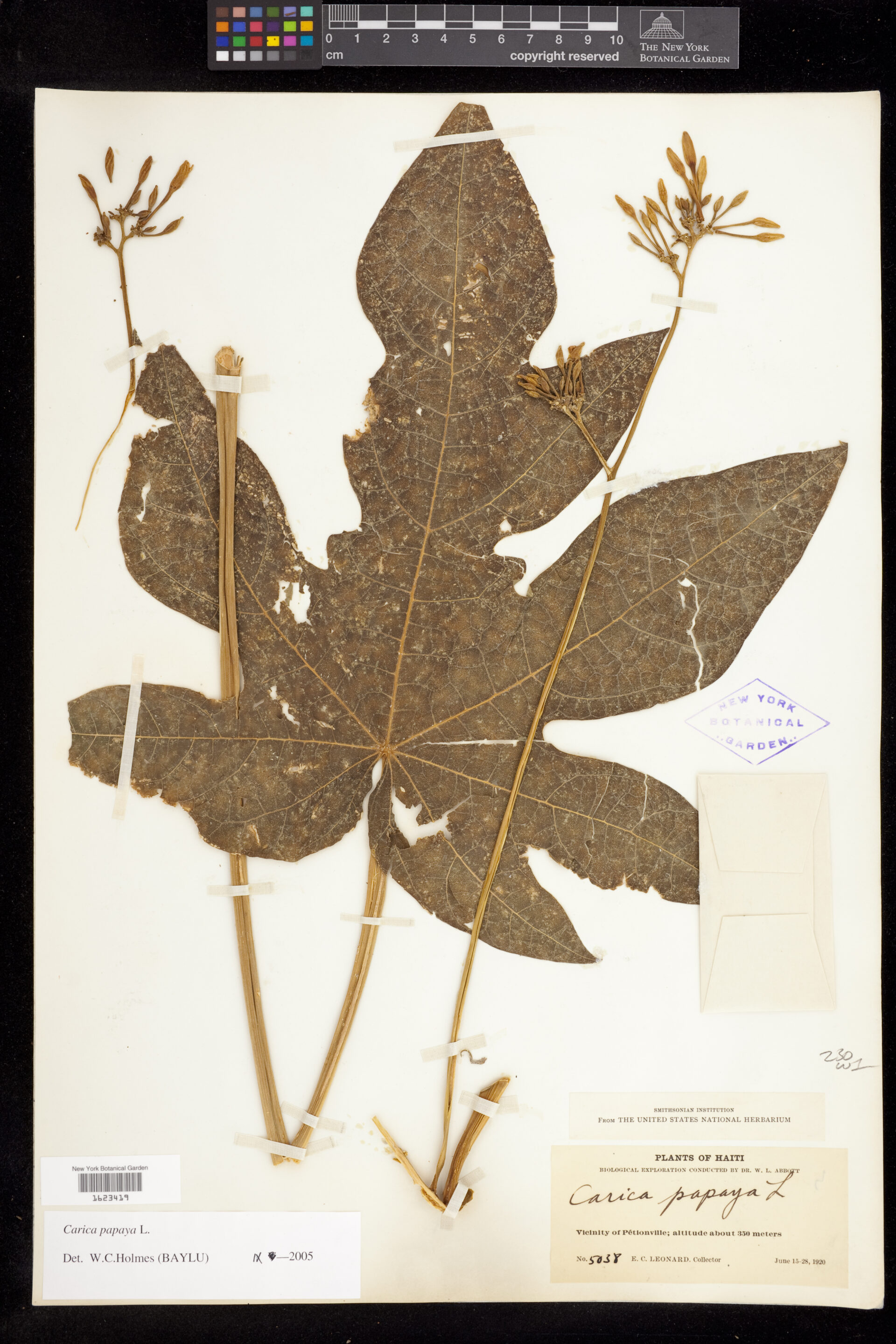 Plants, People, and Culture: Documenting Women’s Use of Medicinal ...