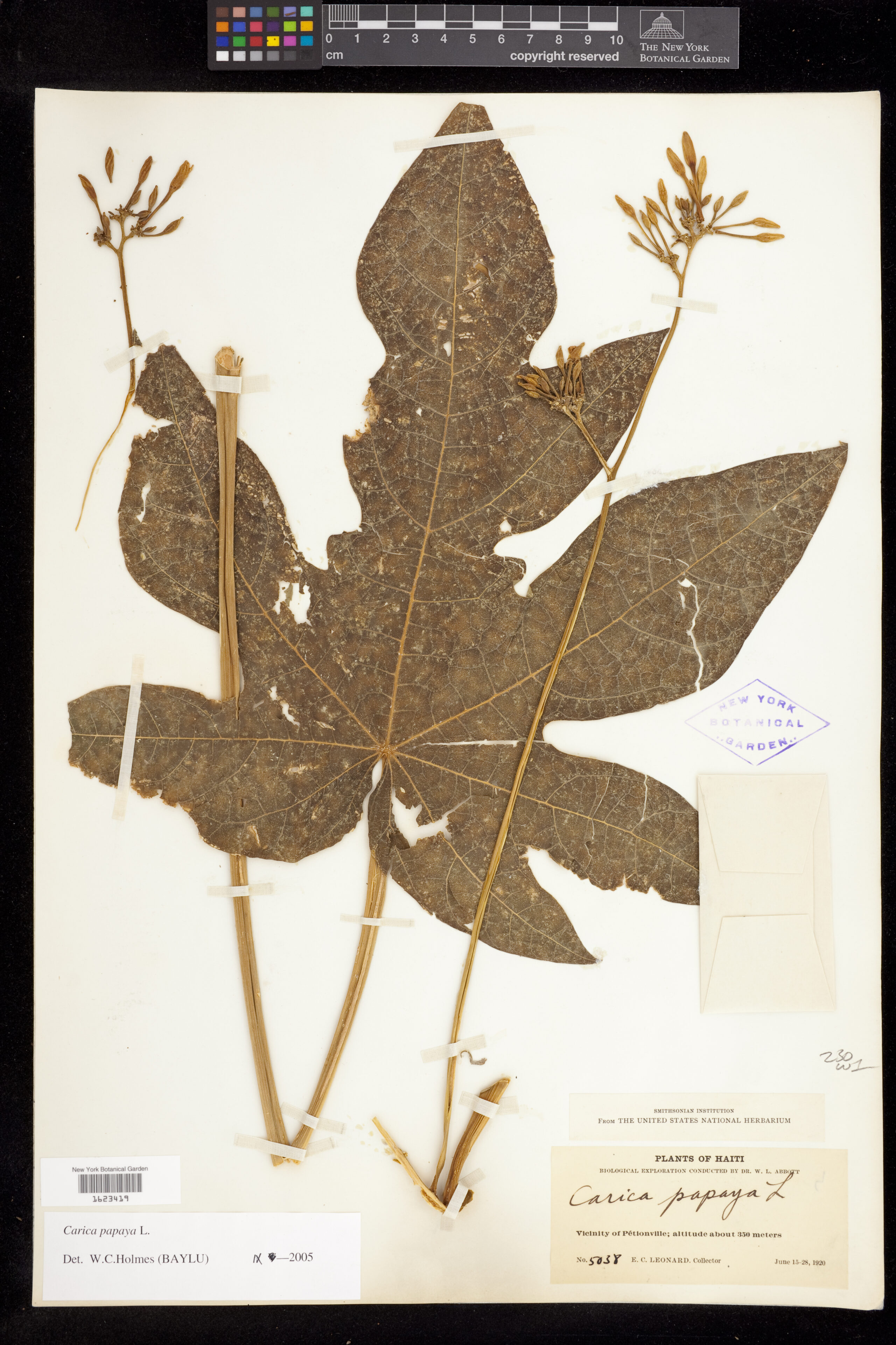 Plants, People, and Culture: Documenting Women’s Use of Medicinal ...