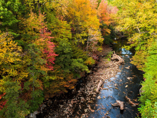 What Do Plants Have to Do with Flooding? | New York Botanical Garden