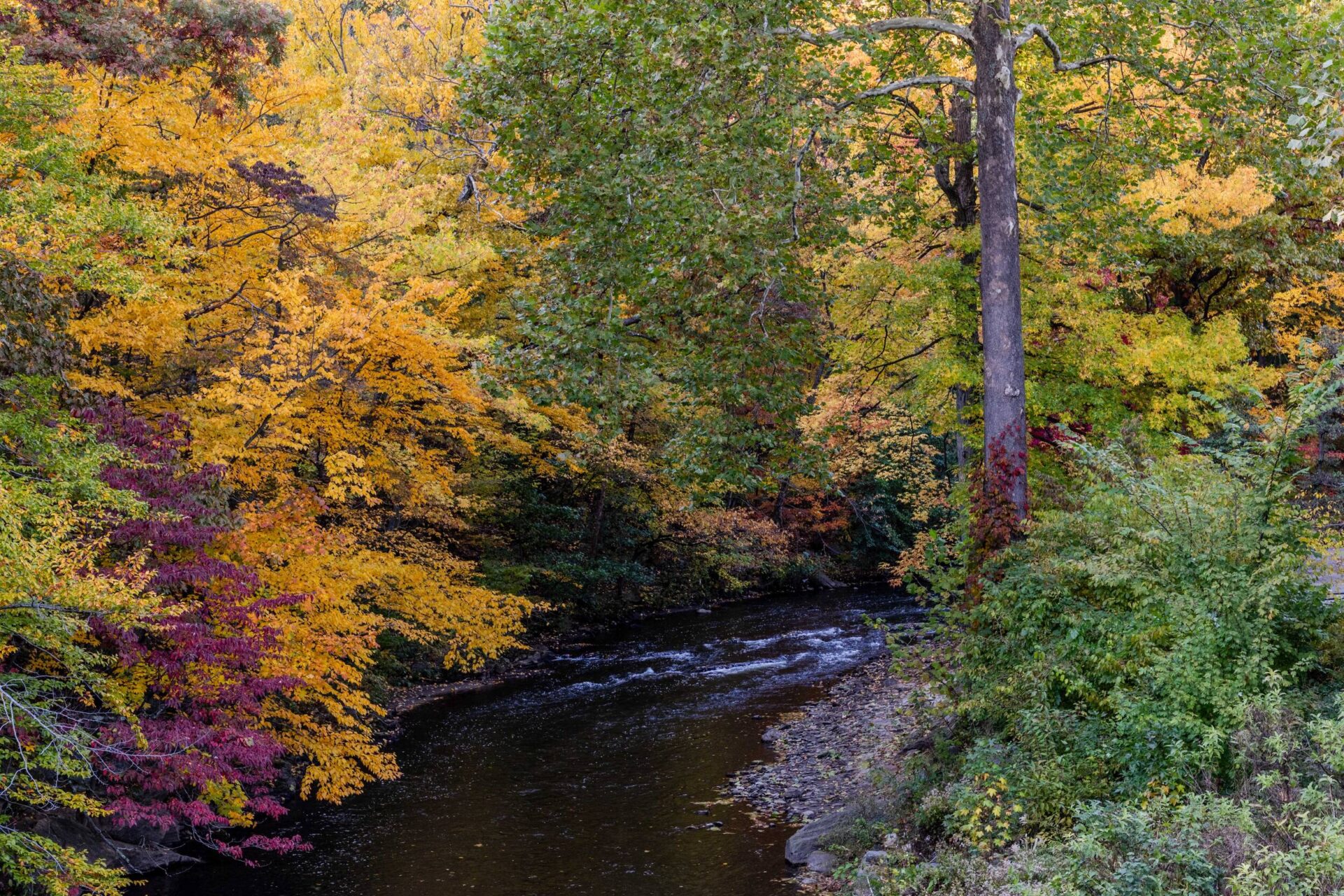 What Do Plants Have to Do with Flooding? | New York Botanical Garden