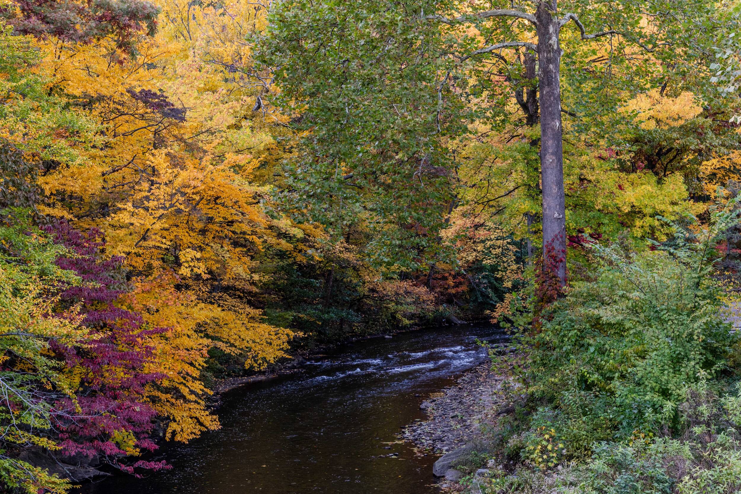 What Do Plants Have to Do with Flooding? | New York Botanical Garden