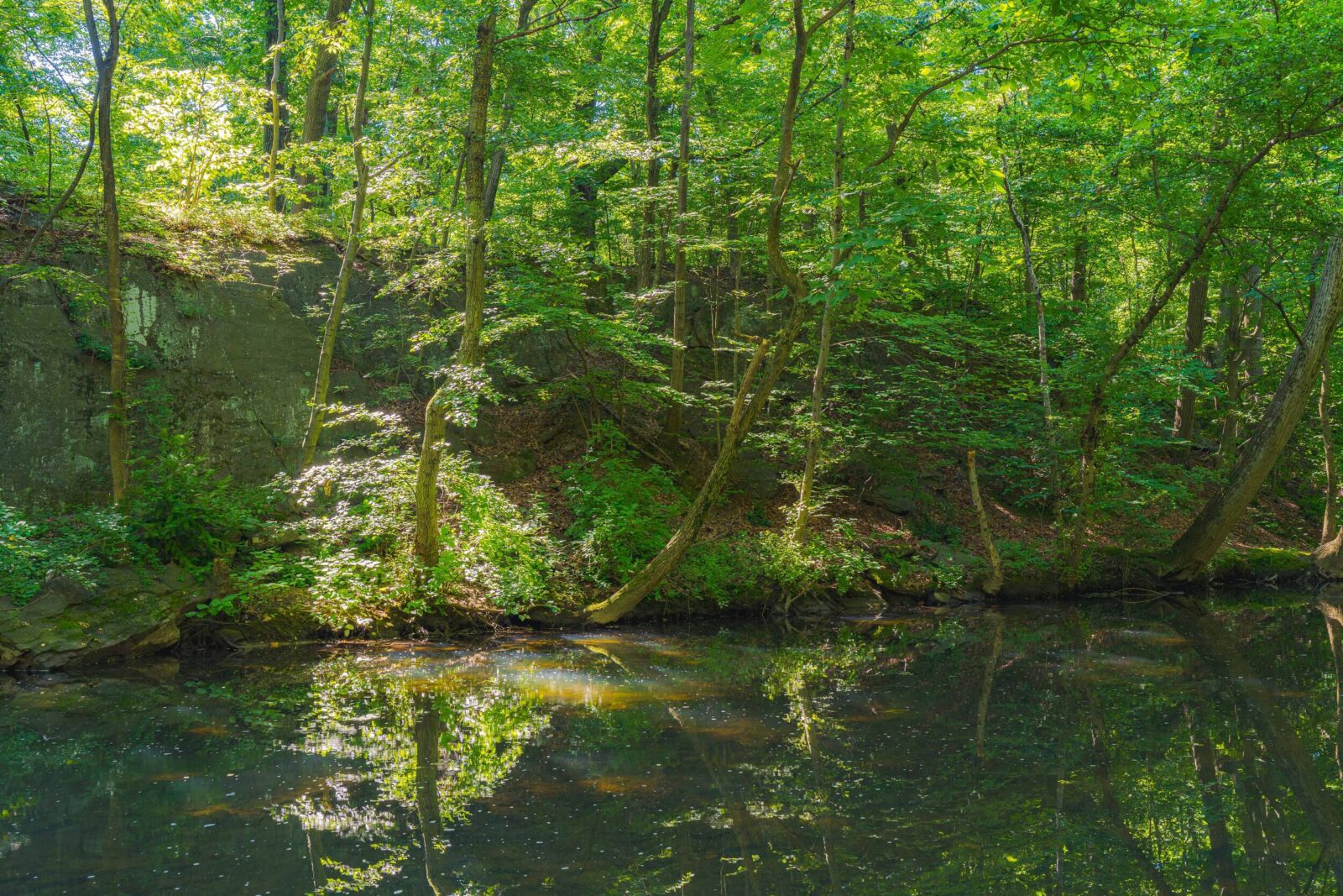 What Do Plants Have to Do with Flooding? | New York Botanical Garden