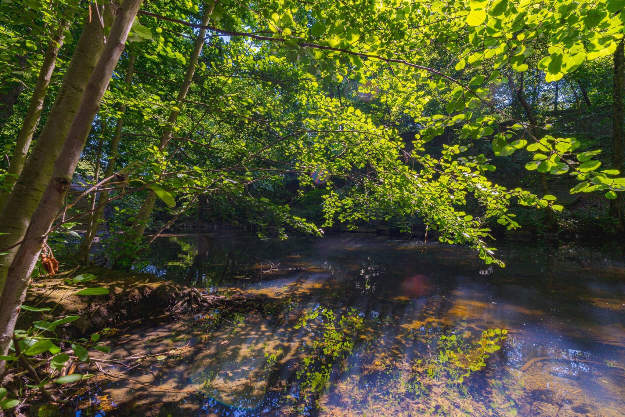 What Do Plants Have to Do with Flooding? | New York Botanical Garden