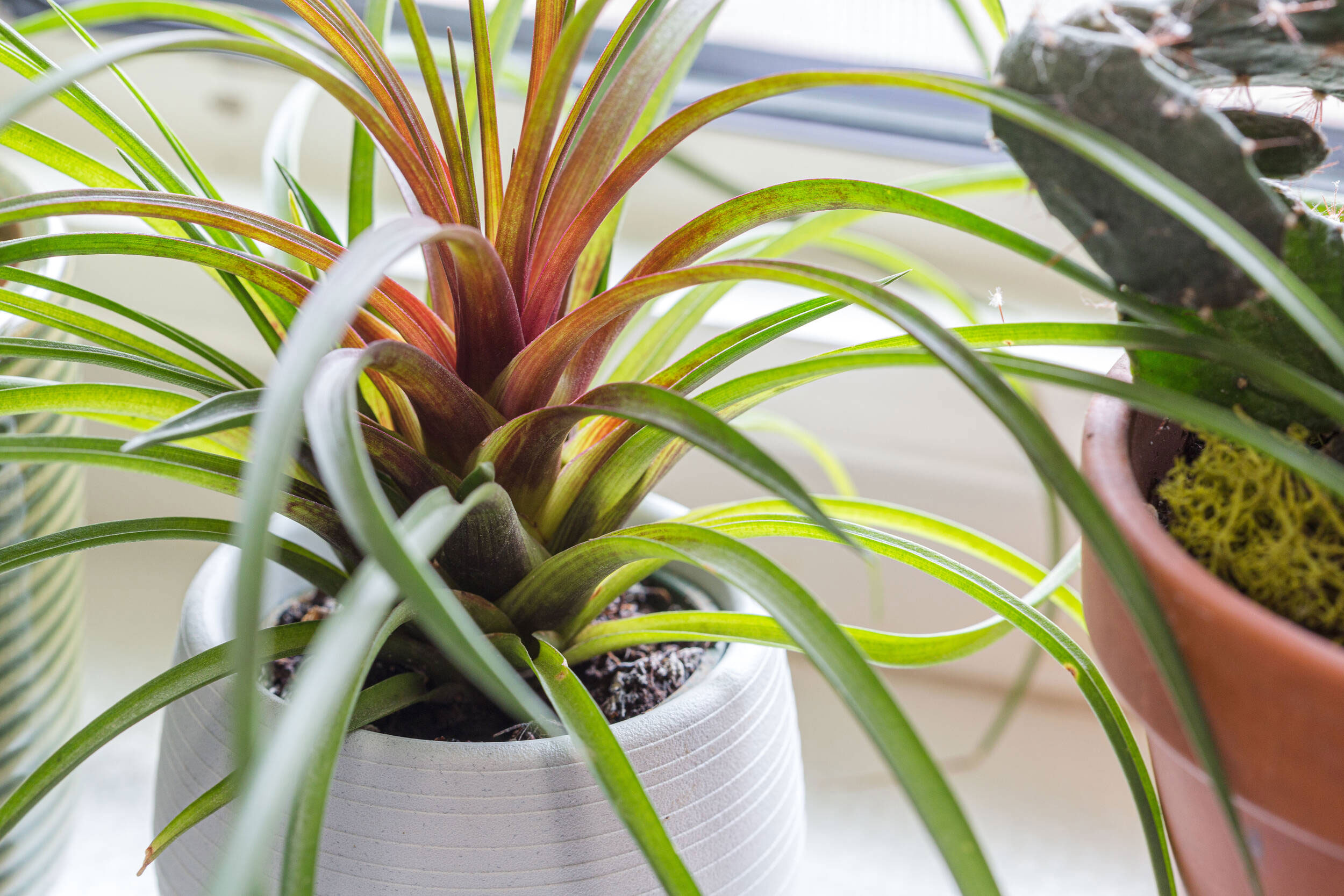 How to Source Houseplants Ethically and Sustainably | New York ...