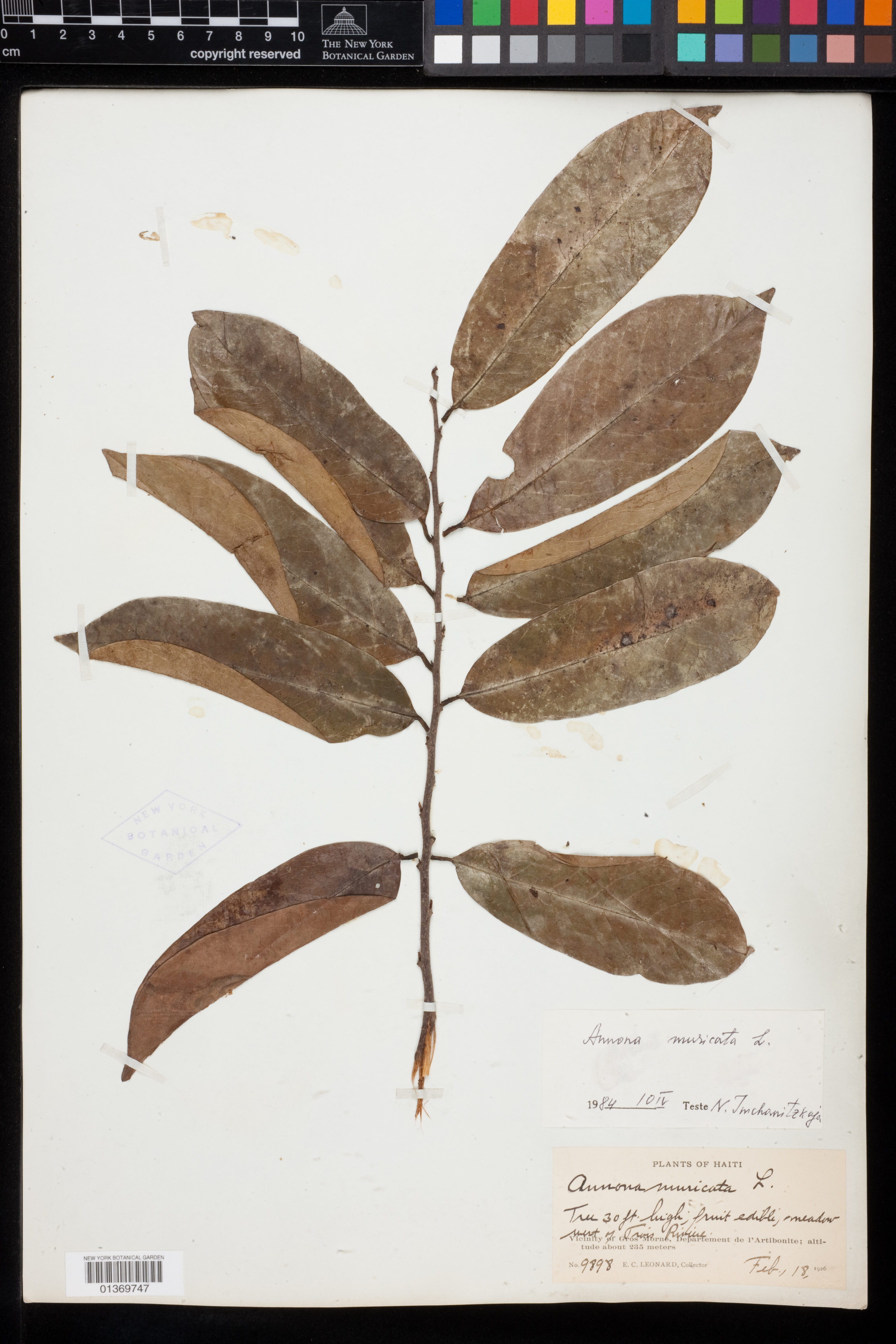 Plants, People, and Culture: Documenting Women’s Use of Medicinal ...