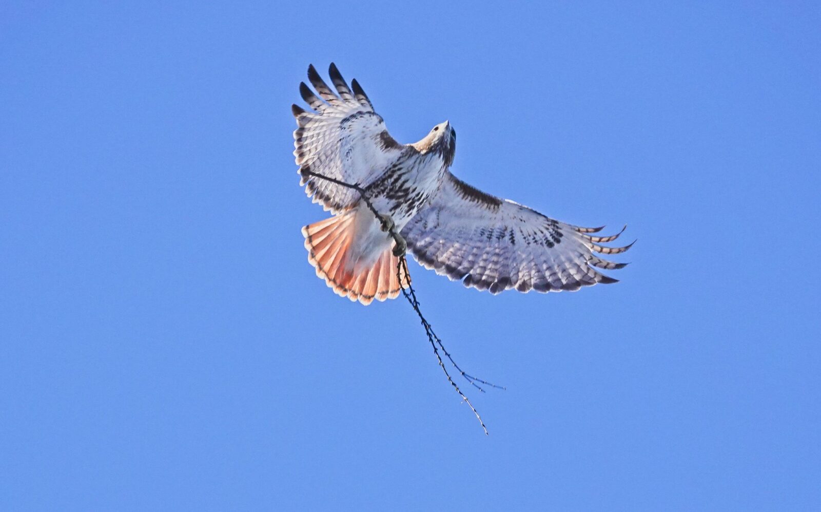 A Tale of Red-Tails | New York Botanical Garden