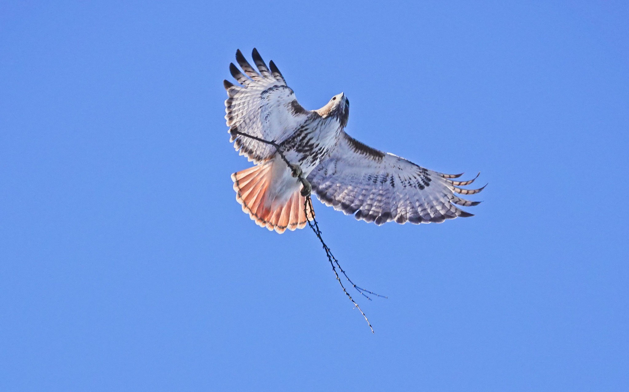A Tale of Red-Tails | New York Botanical Garden