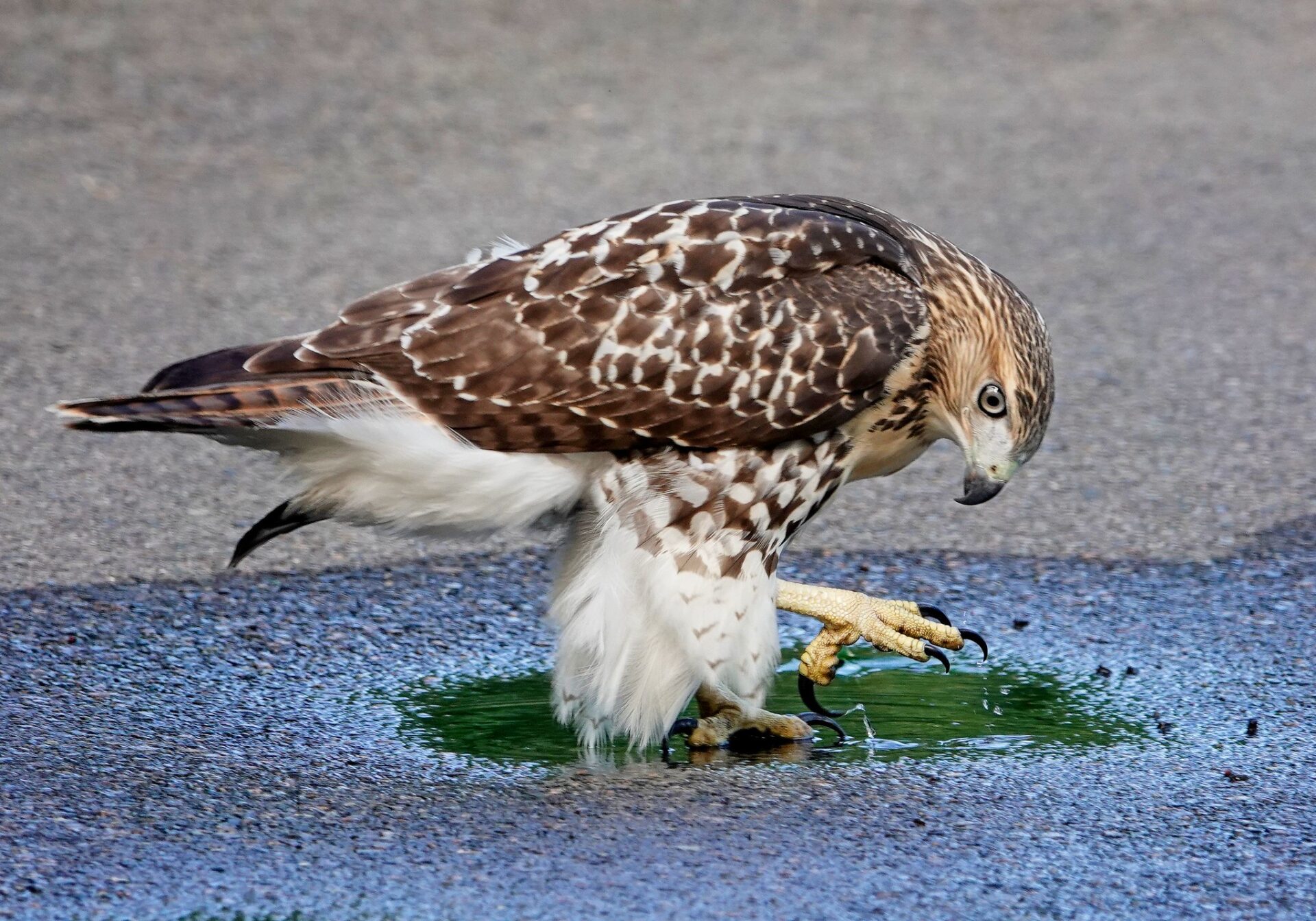 A Tale of Red-Tails | New York Botanical Garden