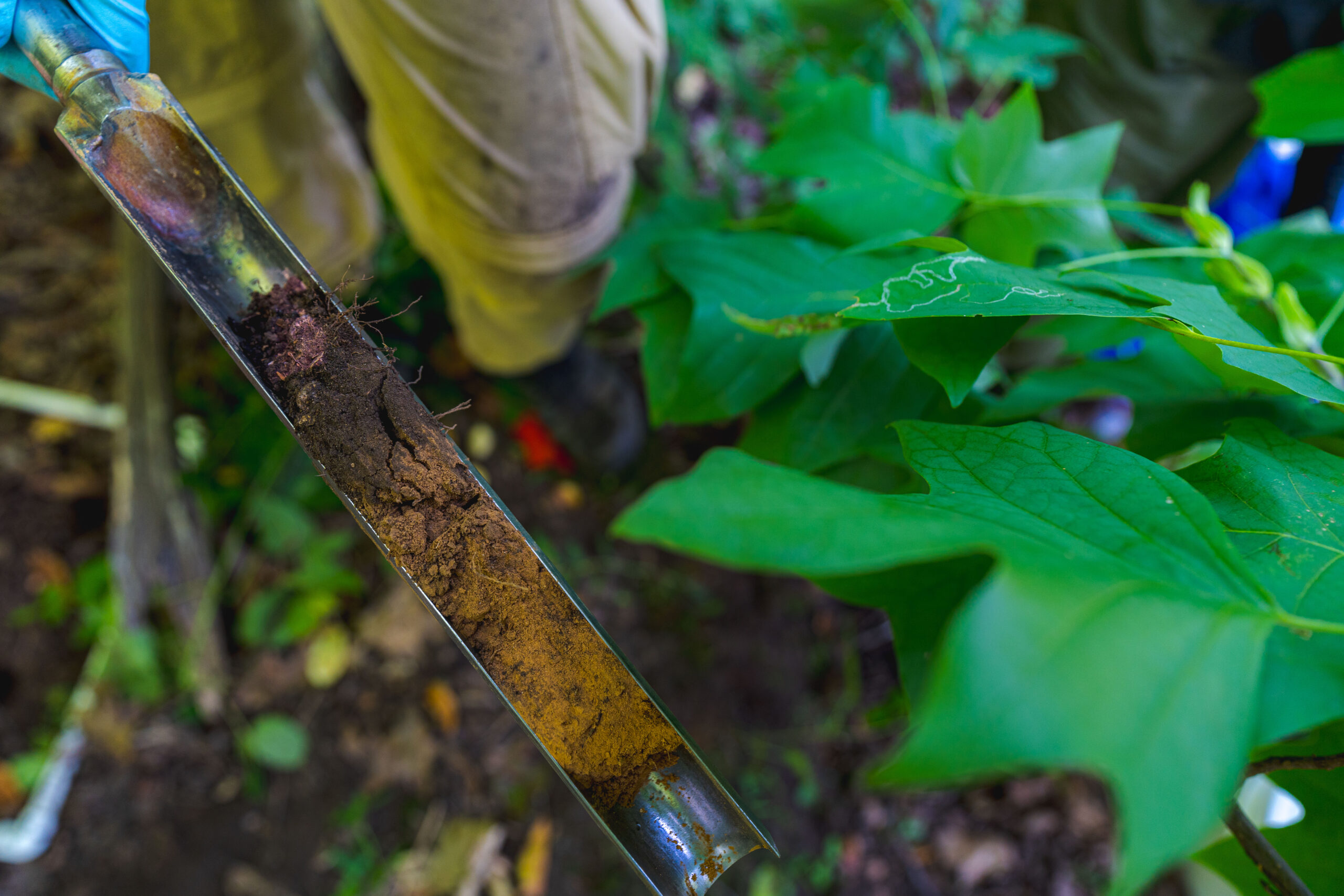 How Soil Can Help Us Understand the Future of Forests | New York ...