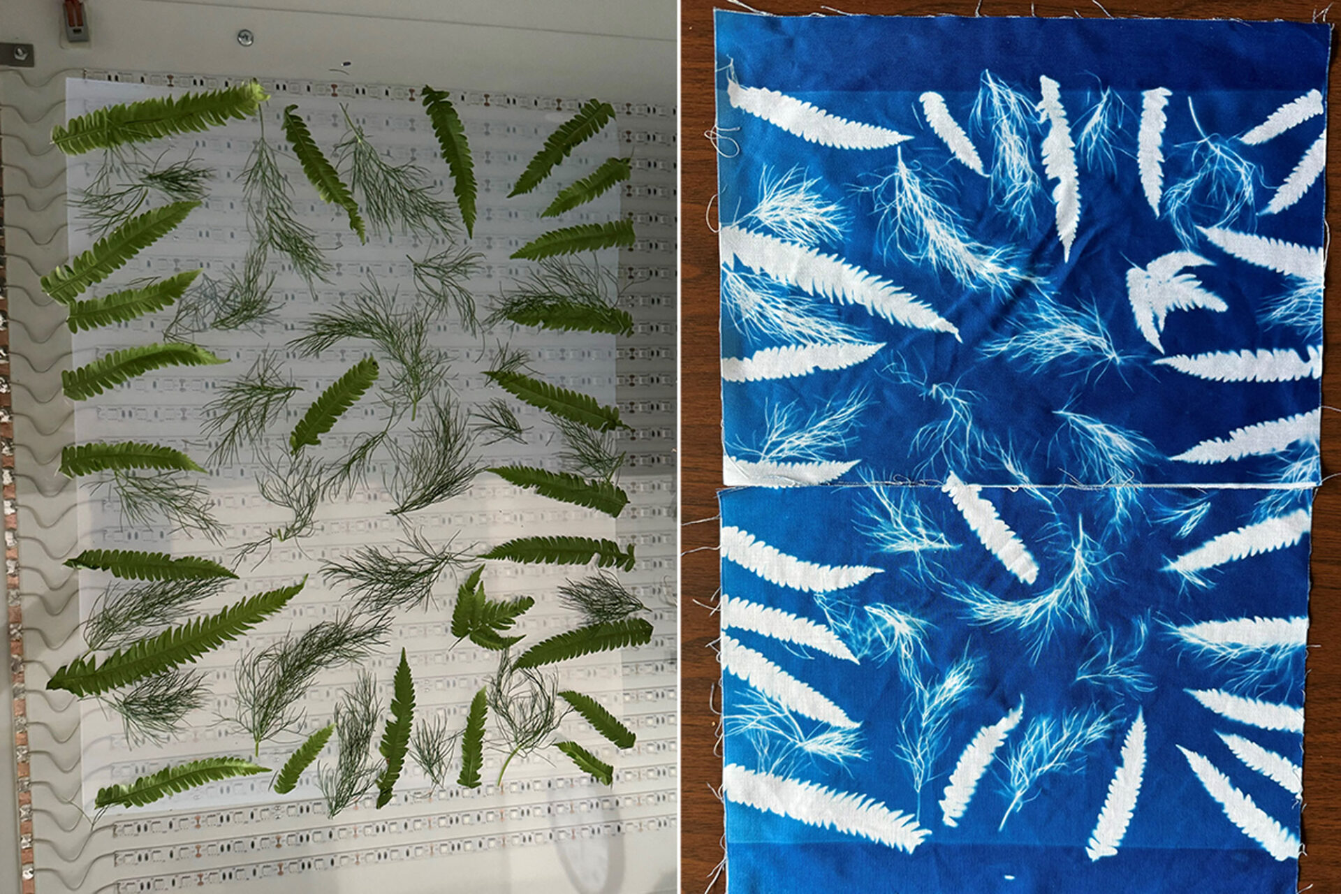 The Art and Science of Cyanotype: Making Sun Prints with Plants | New ...