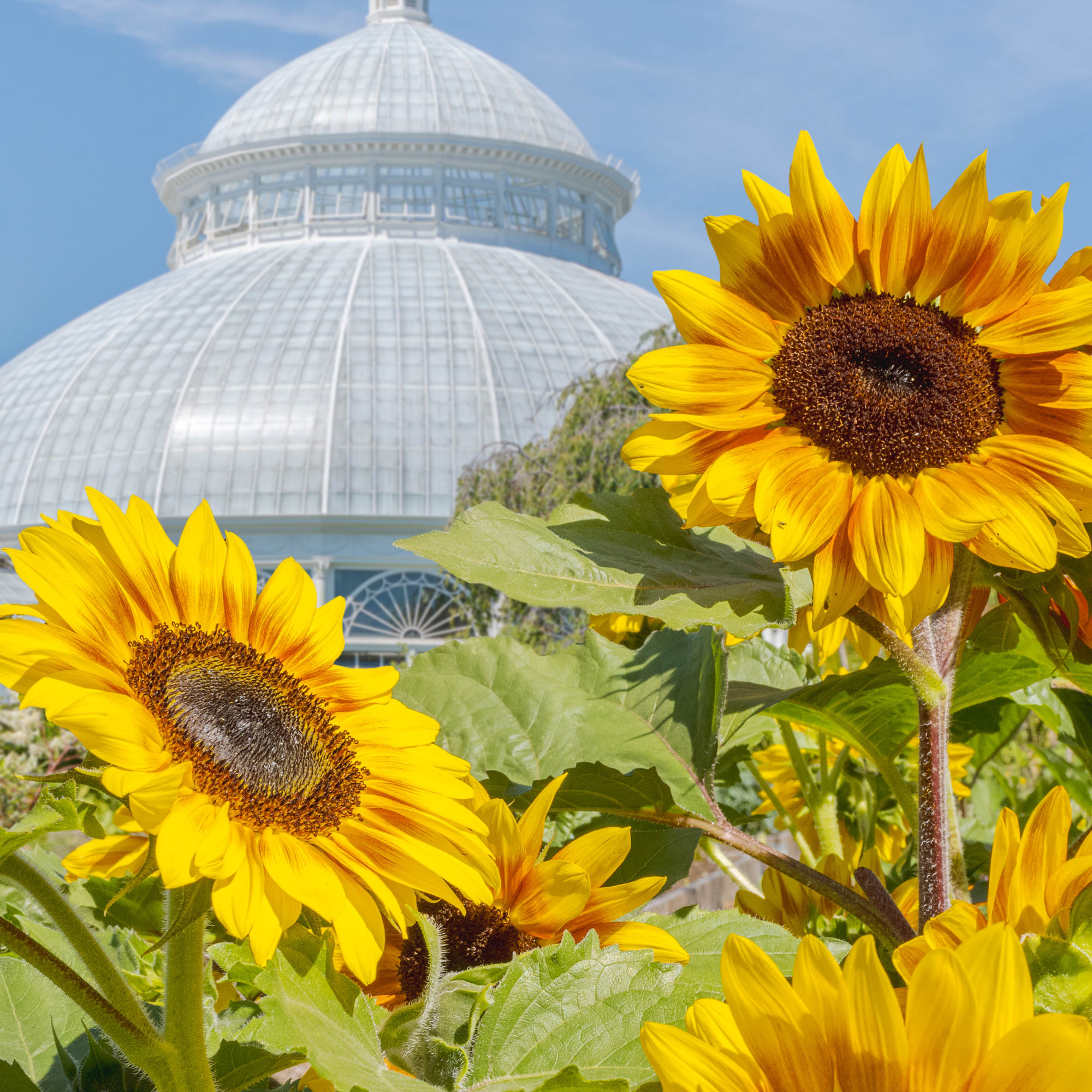 Van Gogh's Flowers | New York Botanical Garden