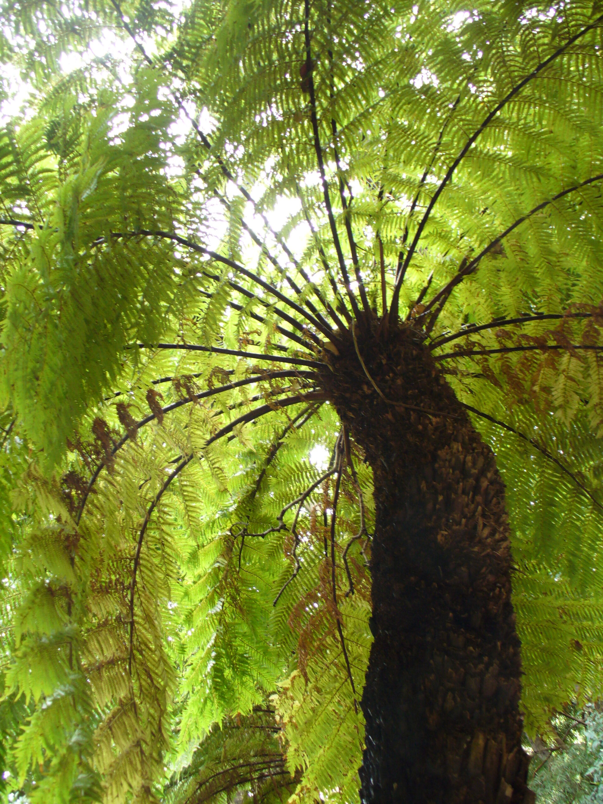 Article Alerts: Selected Staff Publications | New York Botanical Garden