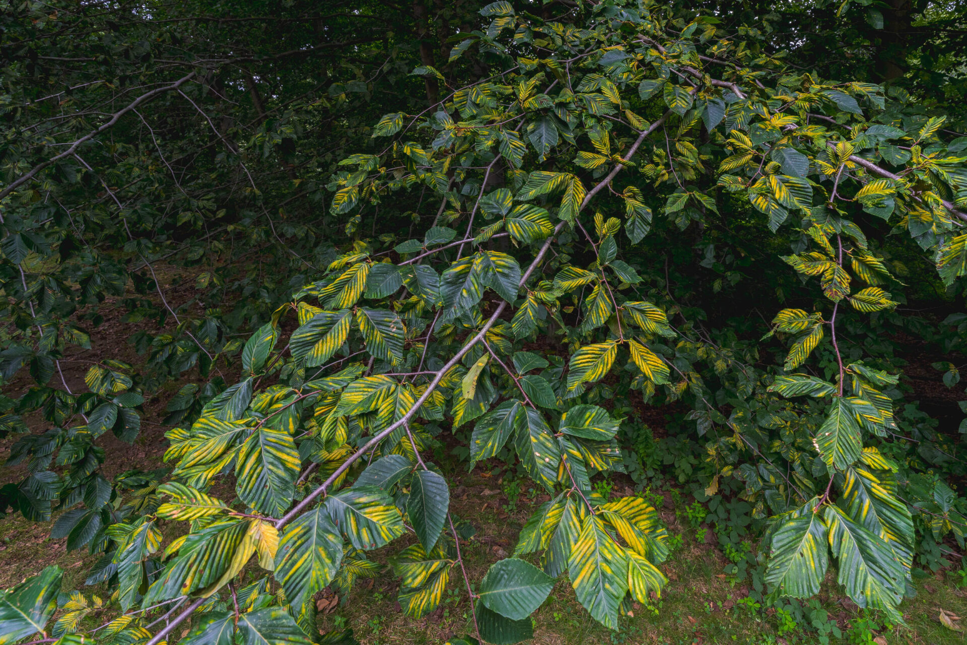 Battling Beech Leaf Disease: How NYBG Is Using Horticulture and Science ...