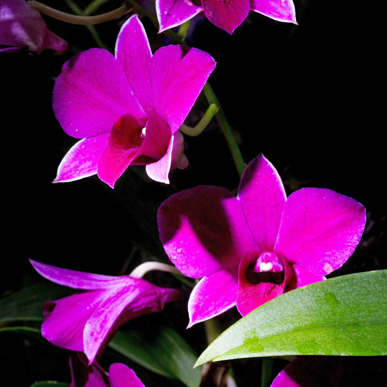 The Orchid Show: Mexican Modernism | New York Botanical Garden