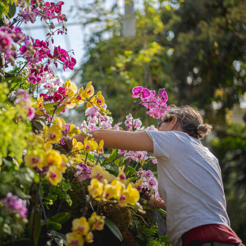 Classes by Subject | New York Botanical Garden