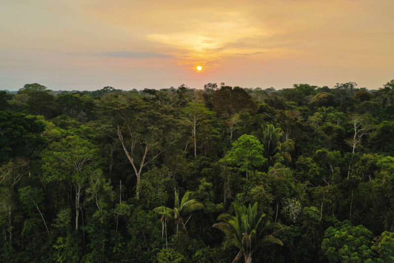 Reforestation is a Key Plant-Based Strategy in Climate Change ...