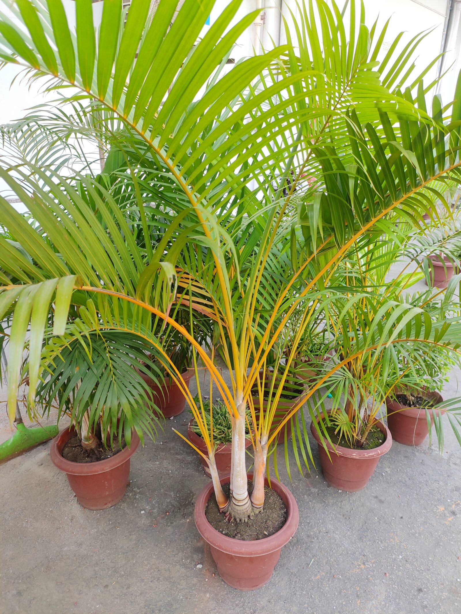 How to Keep Your Majesty Palm Looking Majestic | New York Botanical Garden